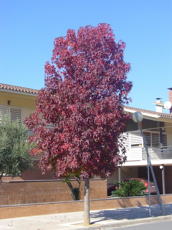 Liquidambar styraciflua-coloració morada – Arbres